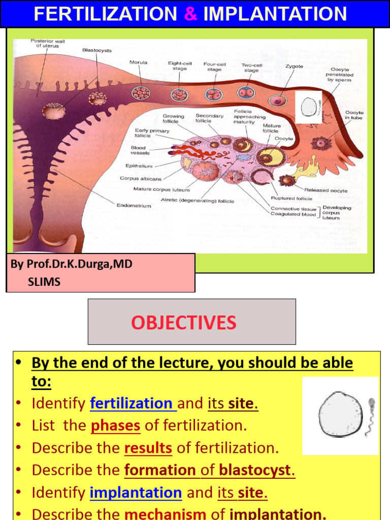 Fertilization and Implantation Process | PDF | Fertilisation | Sex