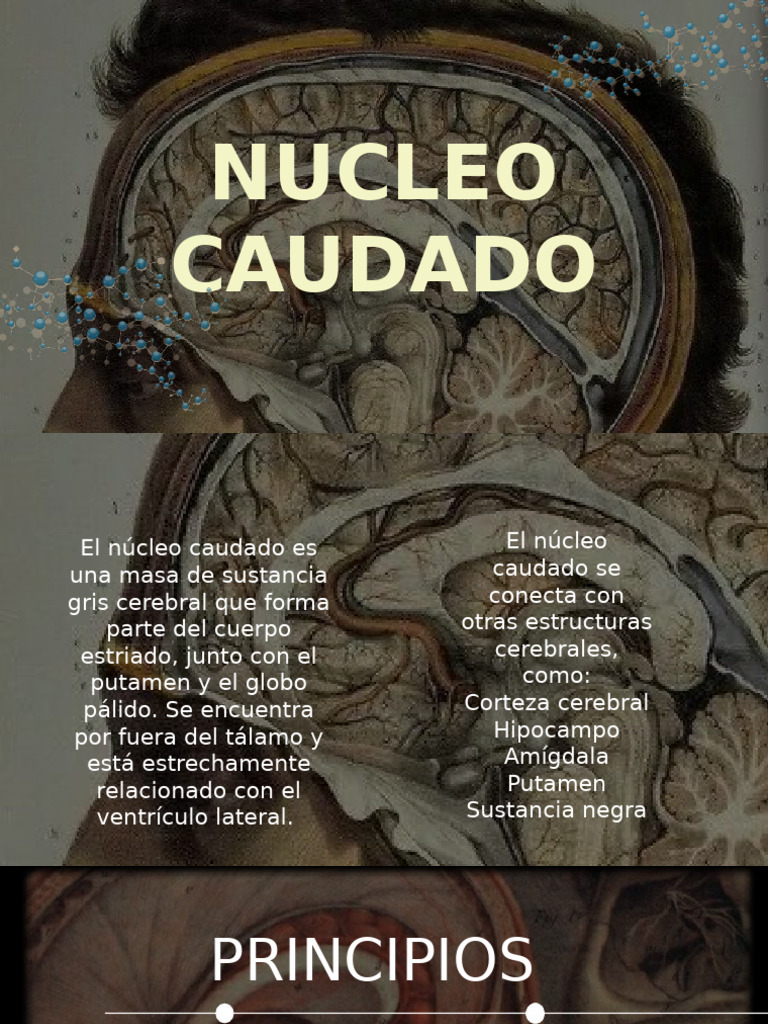 Funciones y Conexiones del Núcleo Caudado | PDF | Cerebro | Las emociones