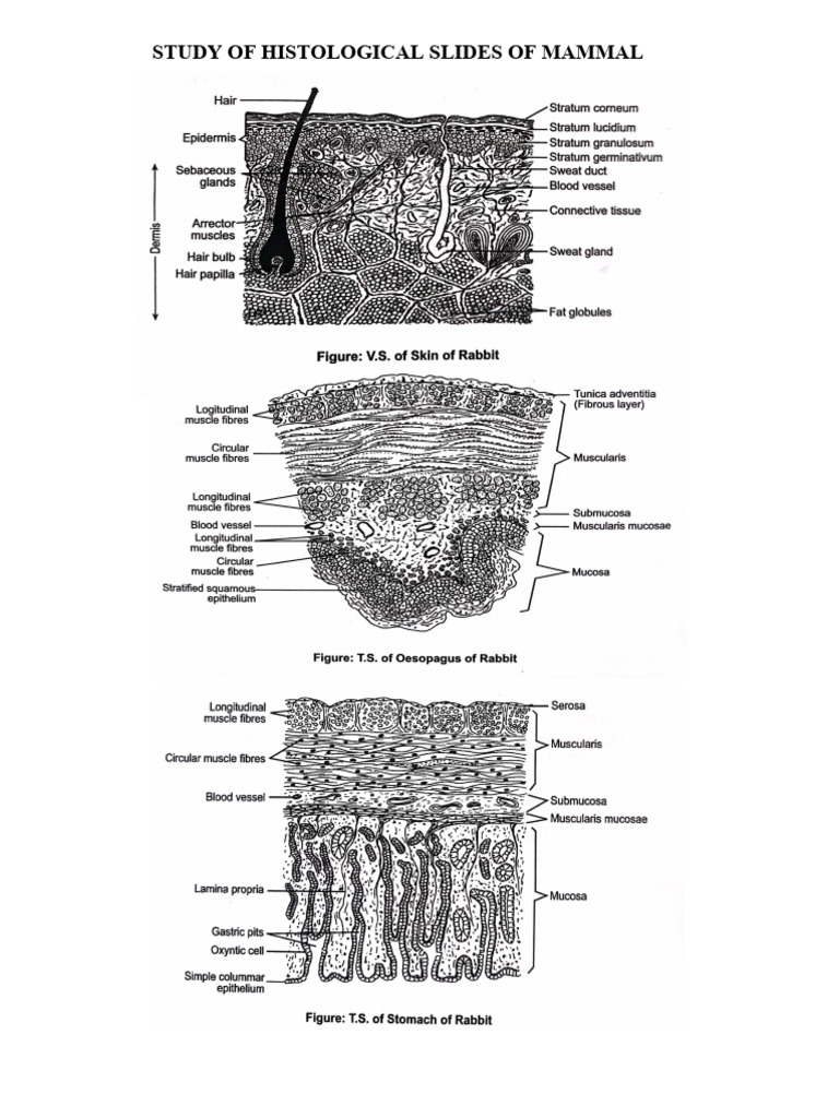Histological Slides | PDF