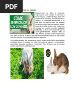 El Ciclo de Vida Del Conejo | PDF