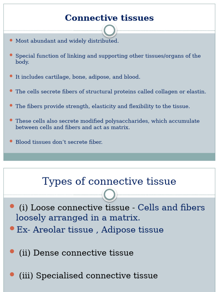 Connective Tissue Pdf Connective Tissue Bone