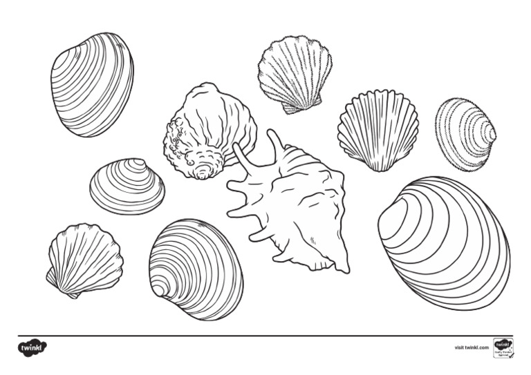 Sea Shell Coloring | PDF