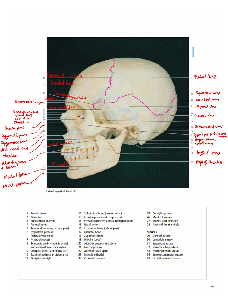 Specimen | PDF | Musculoskeletal System | Skull