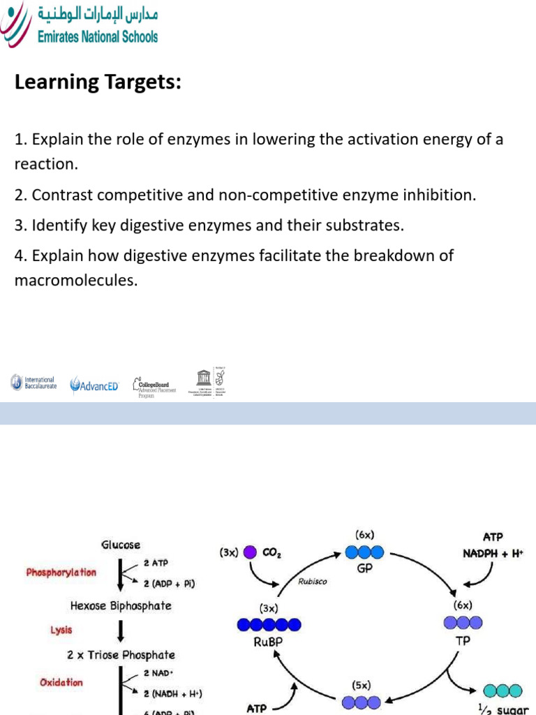 16- Enzymes - Inhibitors | PDF | Enzyme | Digestion