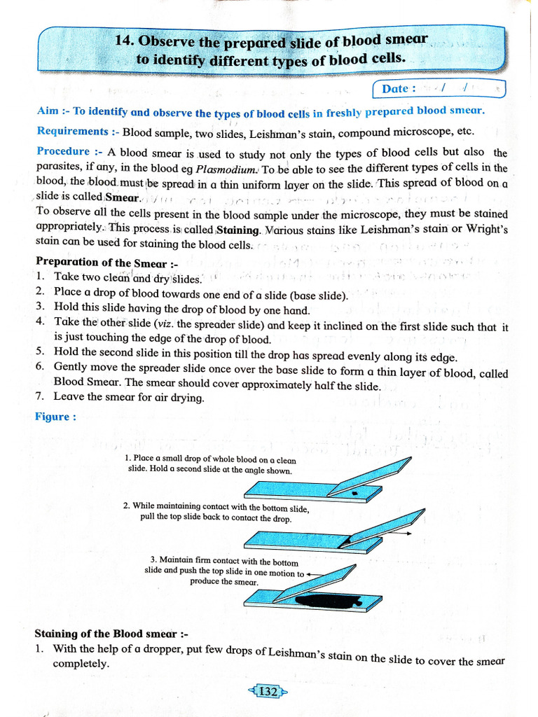 Observe The Prepared Slide of Blood Smear To Identify Different Types ...