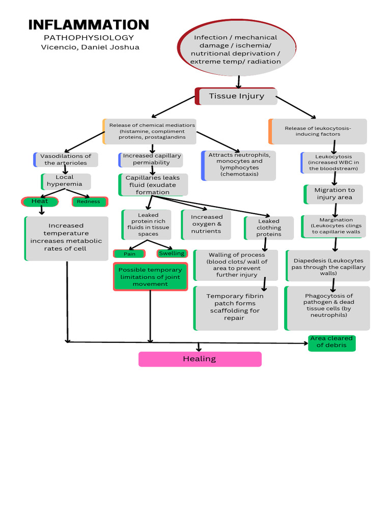 Inflammation Pathophysiology Overview | PDF | White Blood Cell | Capillary