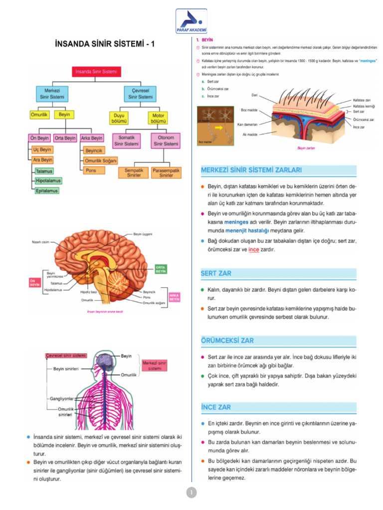 insanda-sinir-sistemi | PDF