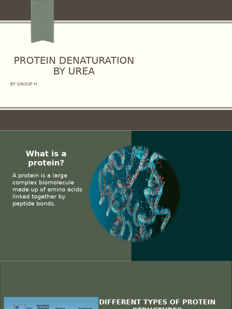 Protein Denaturation by Urea Group H-1 | PDF | Protein Folding | Proteins