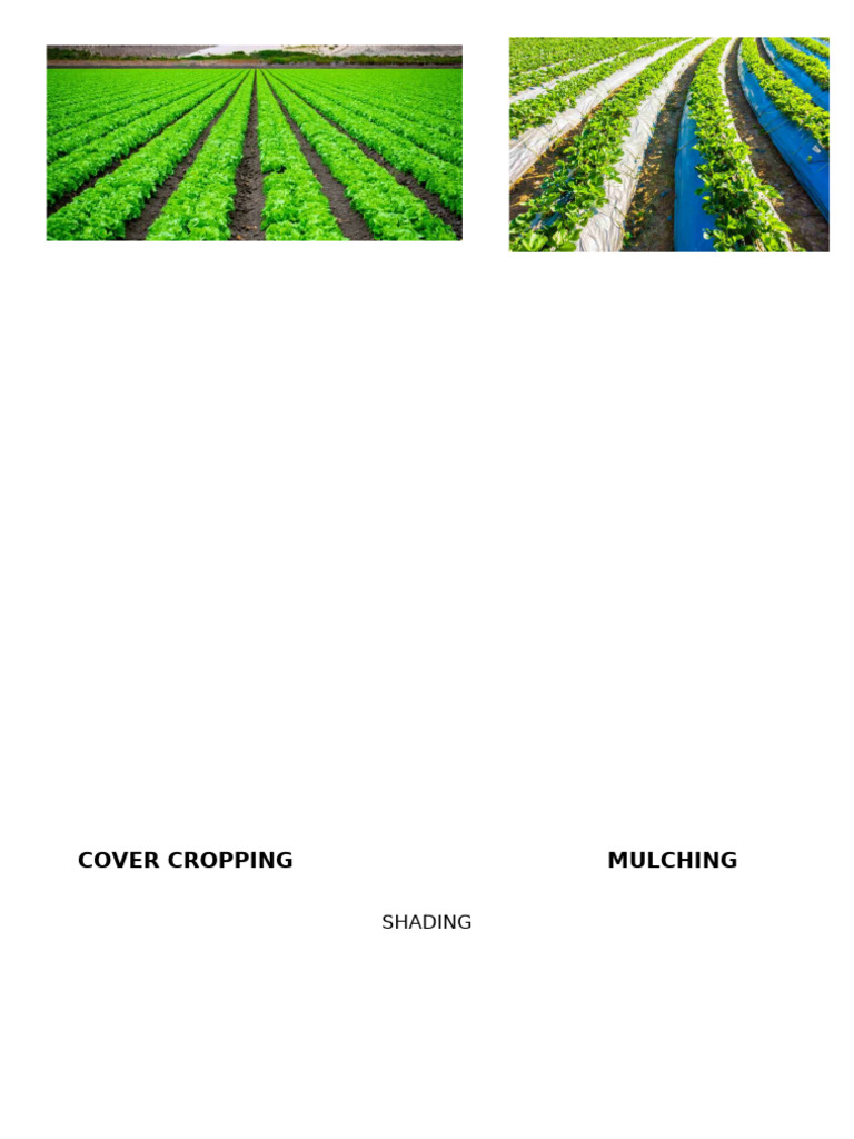 Cover Cropping Mulching | PDF