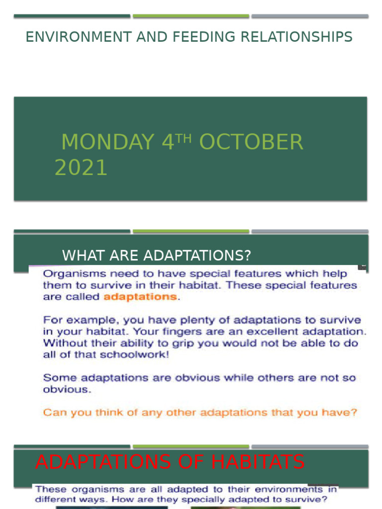 Adaptations and Feeding in Ecosystems | PDF