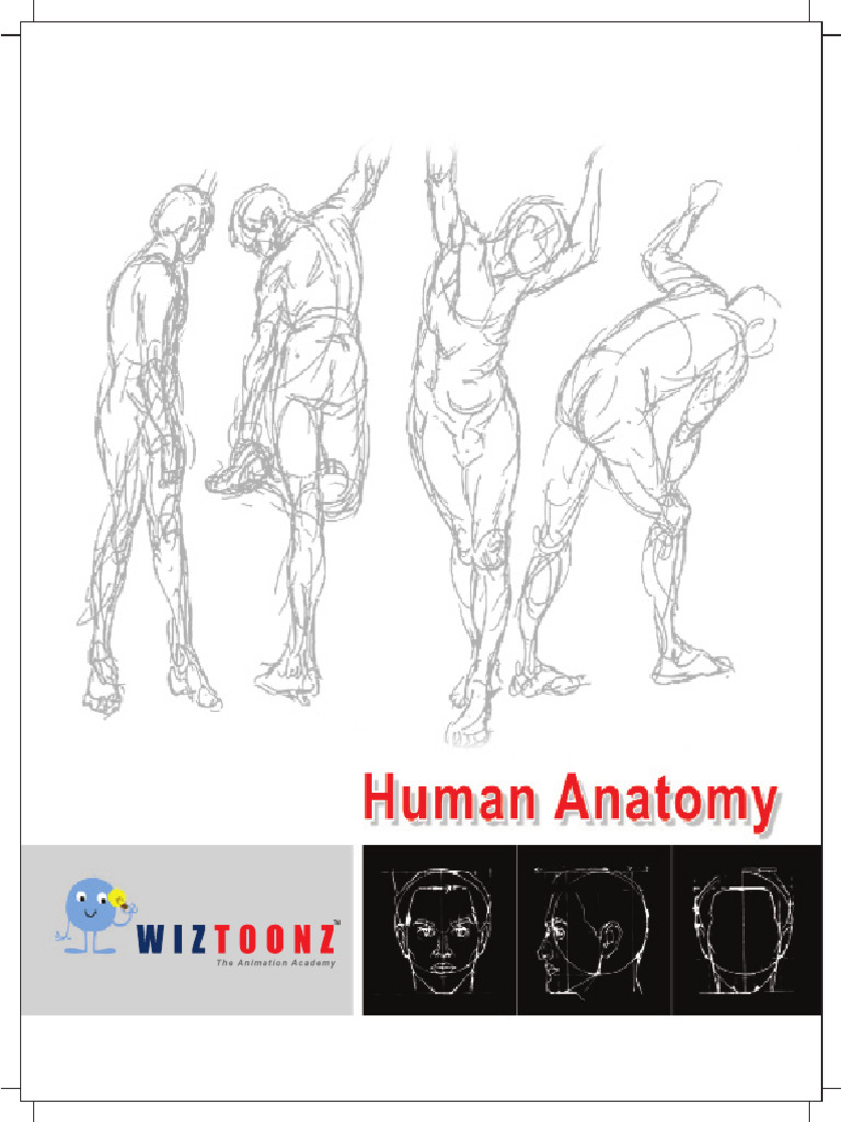 Human Anatomy Proportions Guide | PDF | Arm | Hand
