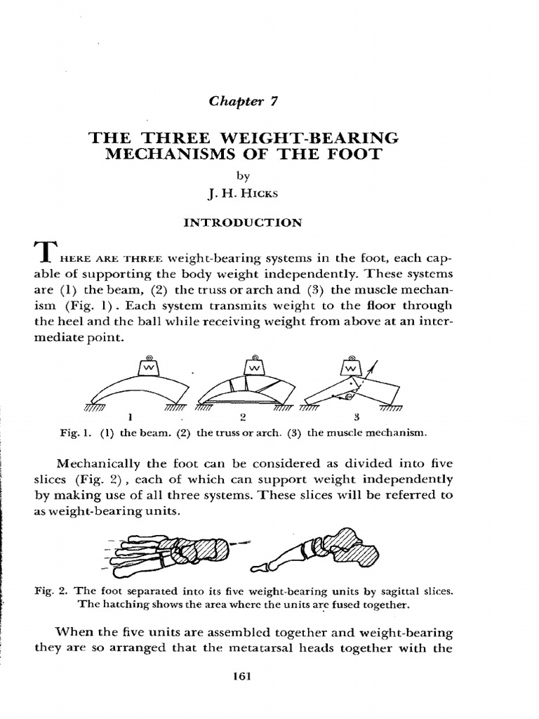 Three Weight-Bearing Systems of the Foot | PDF | Foot | Anatomical ...