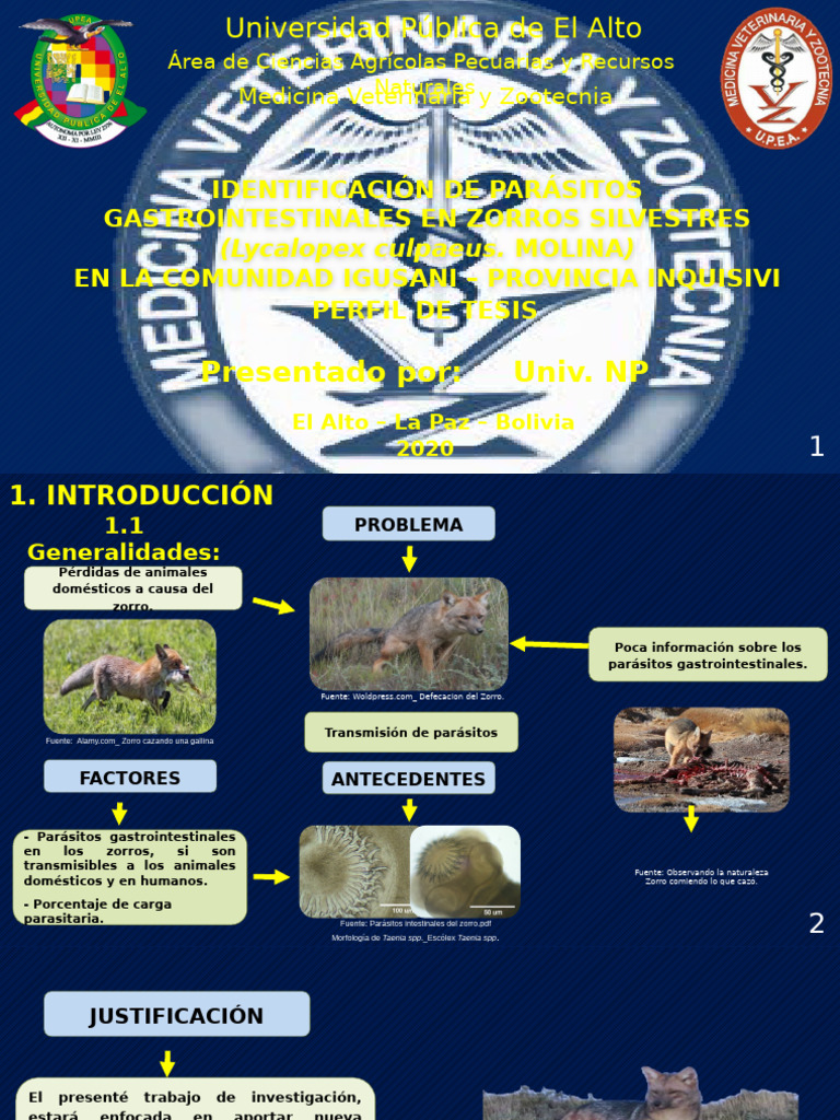 4 Pres Final Nacaranda Persona | PDF | Mamíferos | Biología