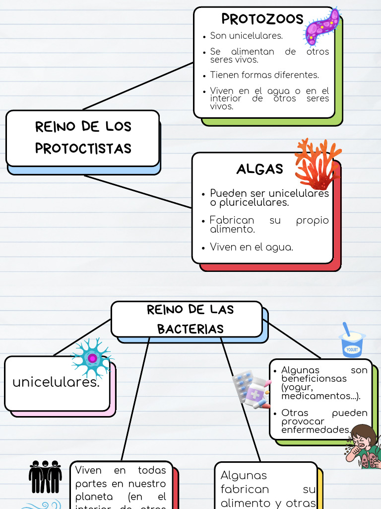 Esquemas Reino Protoctistas y Bacterias | PDF | Protozoos | Microorganismo