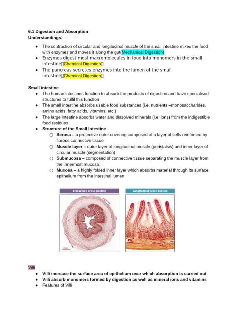Digestion and Absorption in Humans | PDF | Digestion | Small Intestine