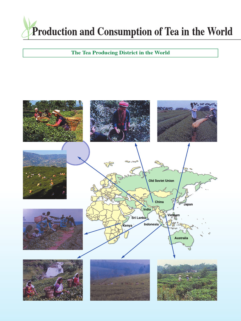 Production and Consumption of Tea in The World | PDF