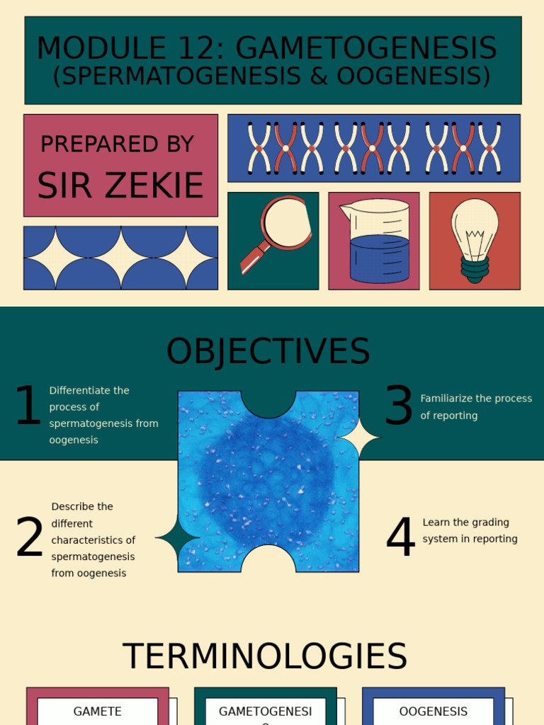 STM 007 Module 12 | PDF | Menstrual Cycle | Ovary