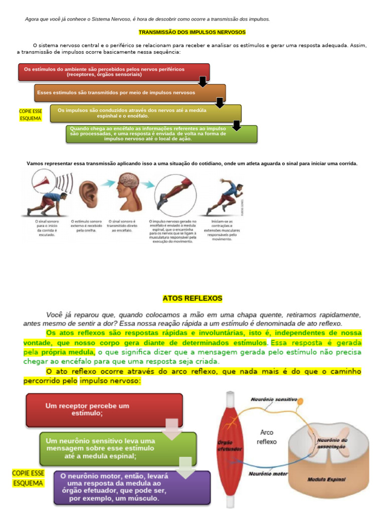 Transmissão e Reflexos Nervosos | PDF | Estímulo (Fisiologia) | Nervo