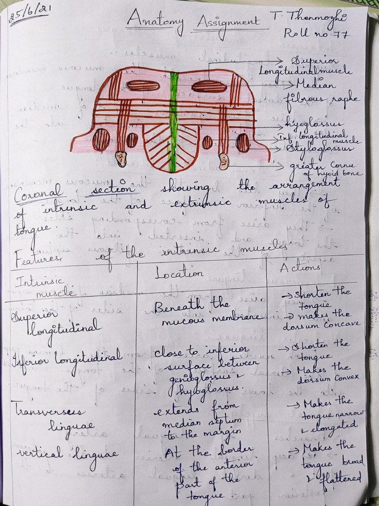 Tongue Anatomy and Function Overview | PDF