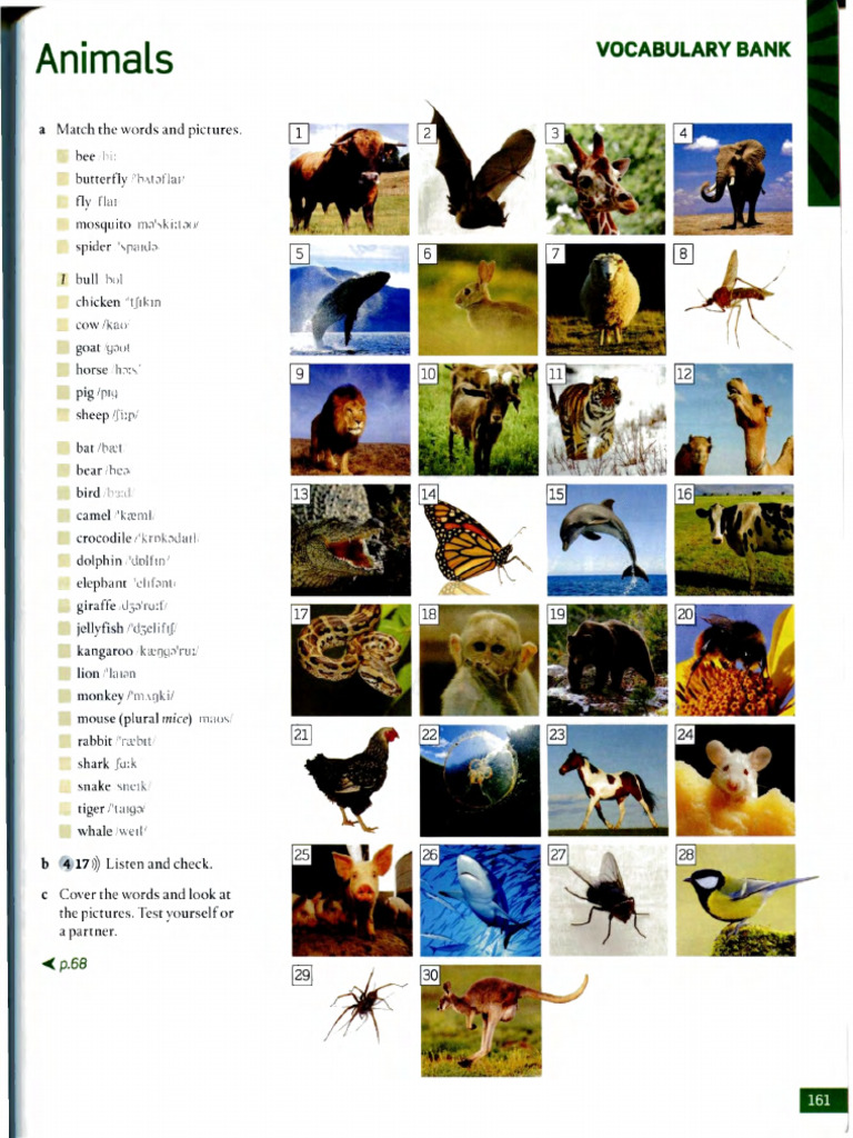 Animals Vocabulary | PDF