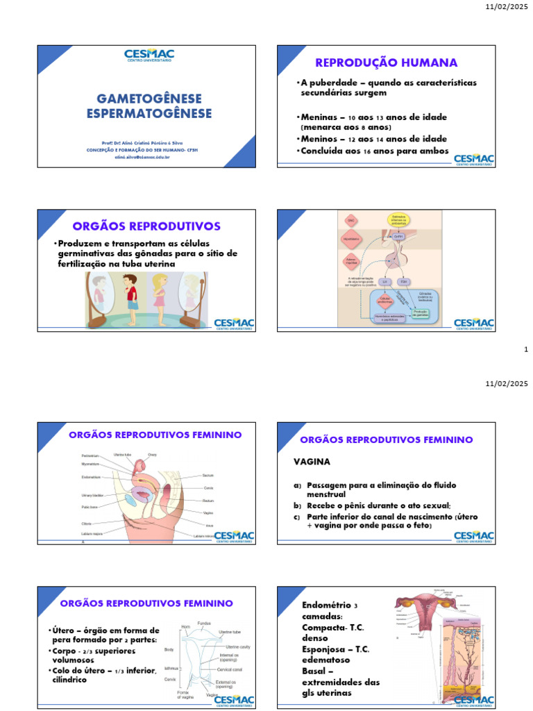 Gametogênes - espermatogênese | PDF | Vagina | Fertilização