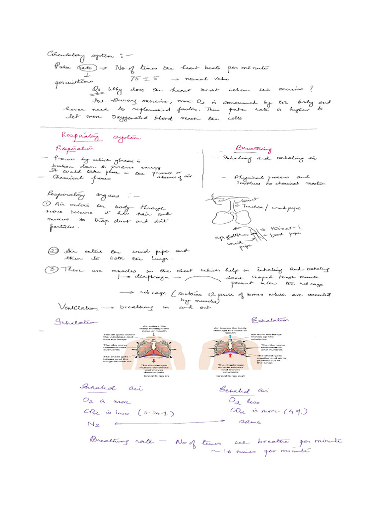 Class Notes On Grade 7 Biology | PDF
