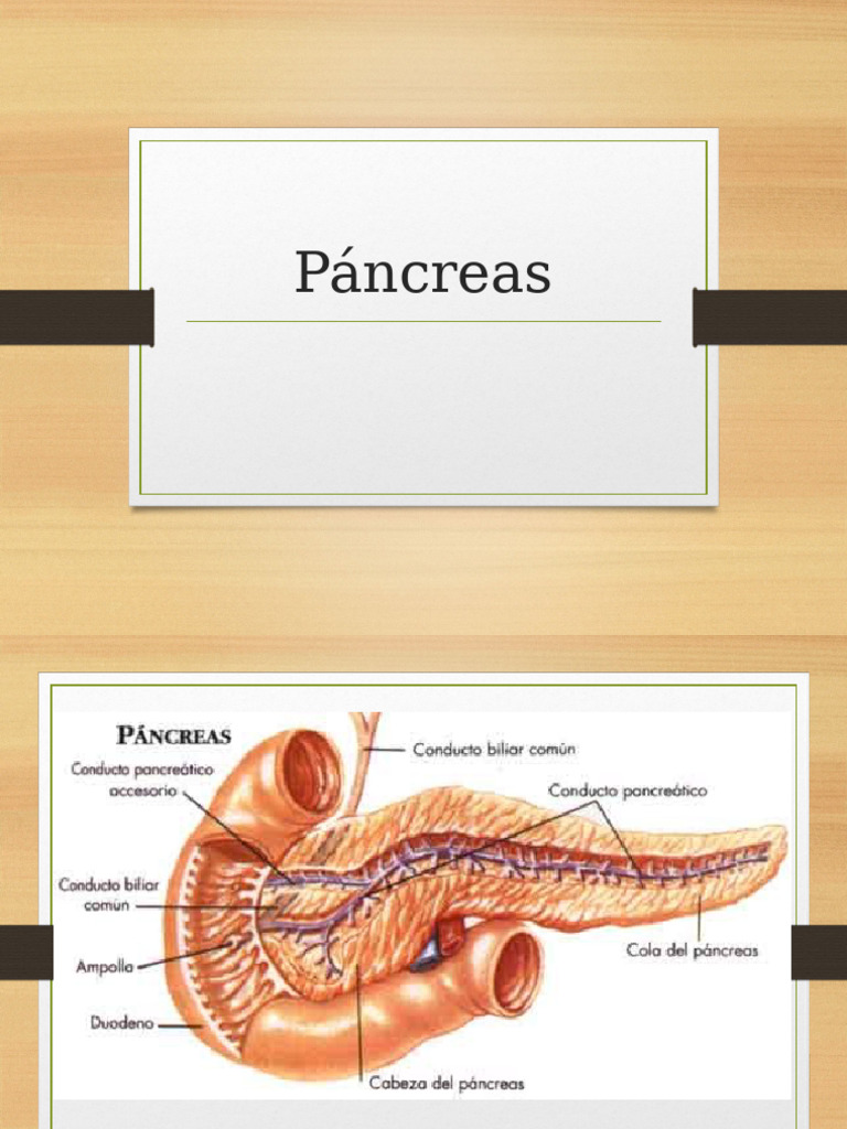 Páncreas | PDF | Páncreas | Biología Celular