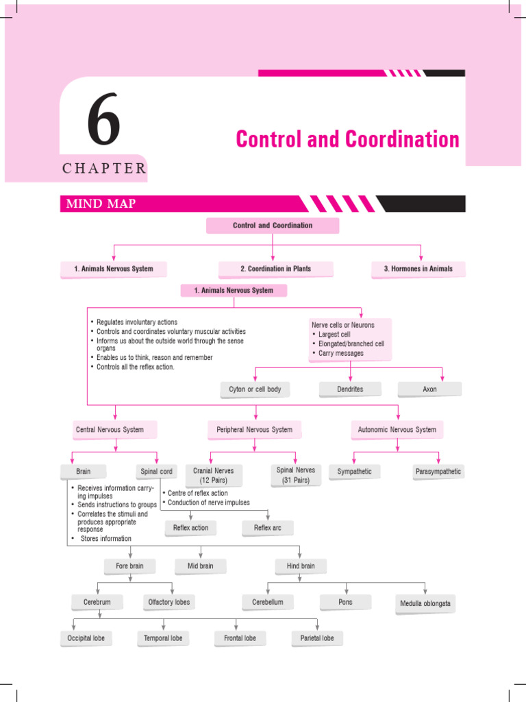 Control and Coordination | PDF | Nerve | Neuron