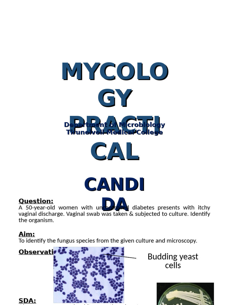 Mycology Practicals | PDF | Aspergillus | Fungus