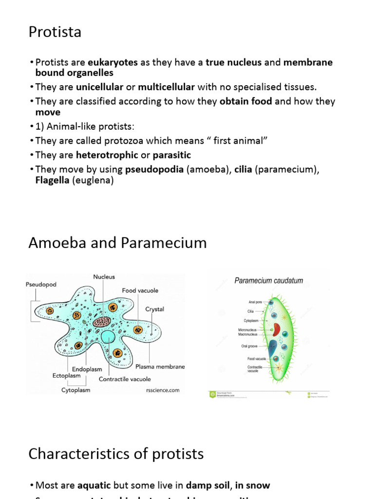 Protista and Fungi Part 1 | PDF | Fungus | Malaria