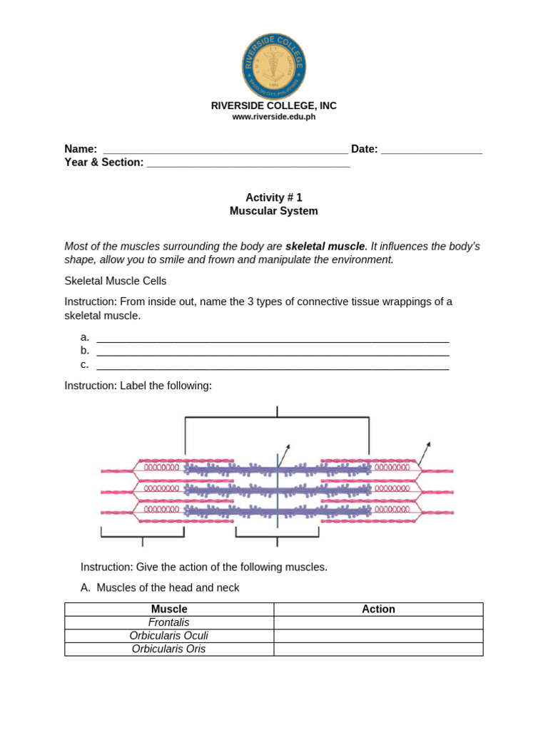 Muscular System | PDF