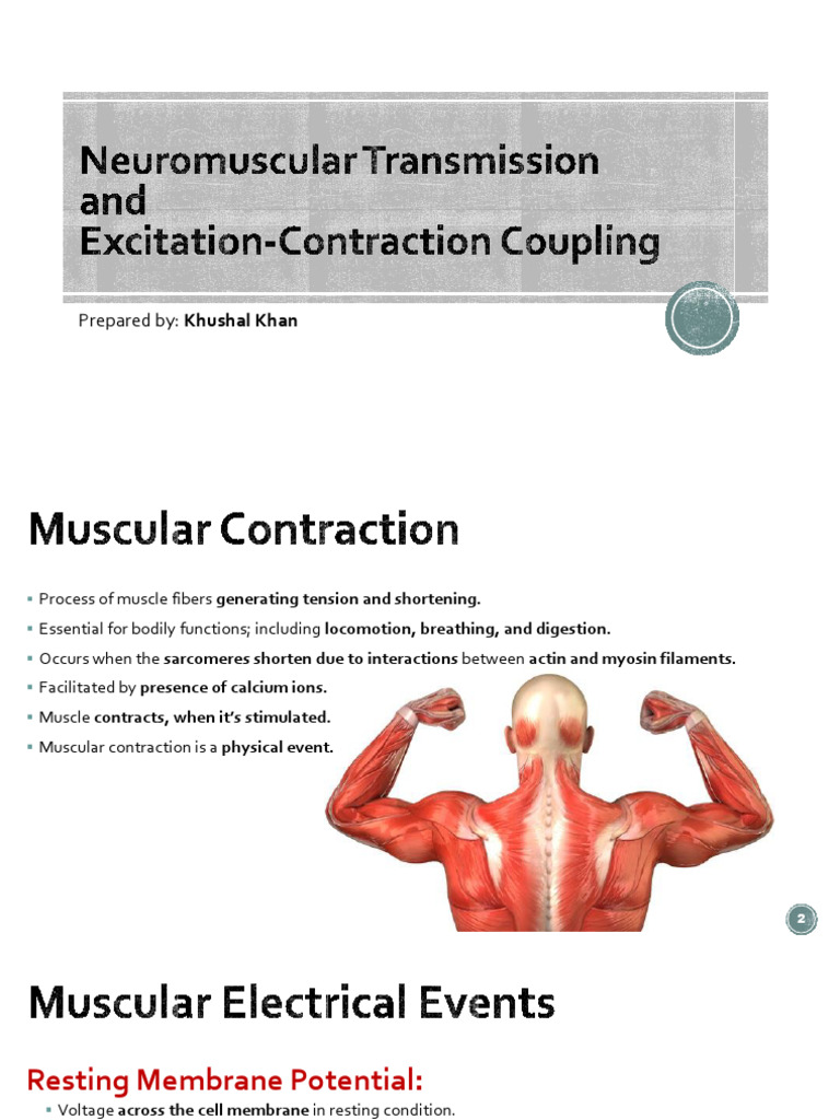 Muscle Contraction and Action Potential Explained | PDF | Muscle ...
