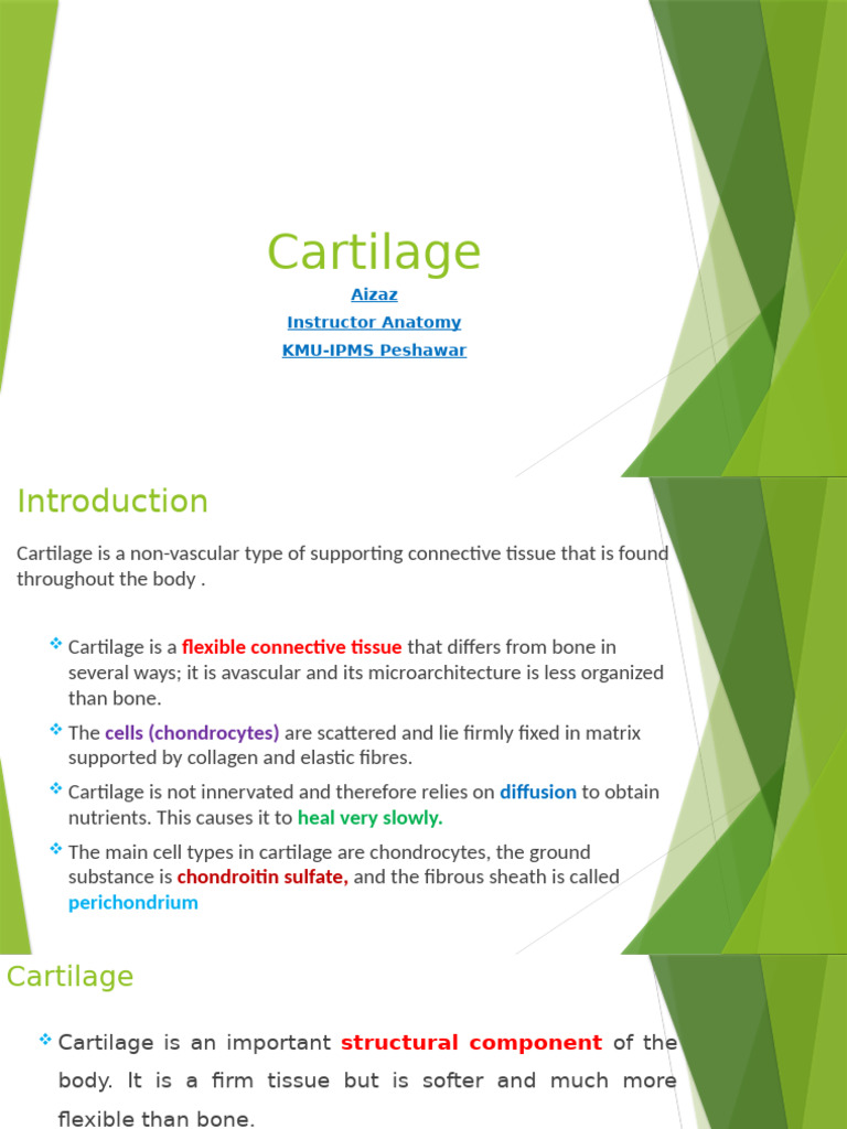 Anatomy Lec 6 (Cartilage) | PDF | Cartilage | Connective Tissue