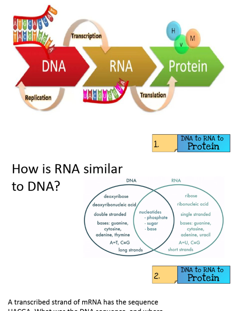 RNA and DNA: Key Similarities Explained | PDF | Rna | Dna