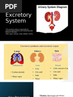 Module Excretory System | PDF | Human Body | Excretion