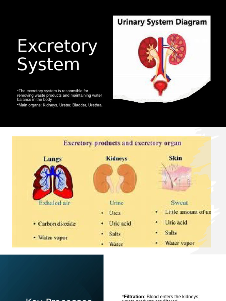 Excretory System | PDF