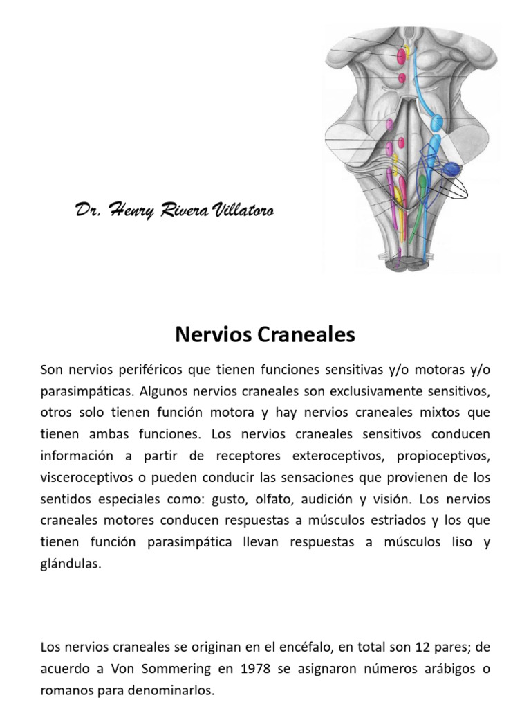 Funciones y Estructura de Nervios Craneales | PDF | Nervio | Cabeza y ...