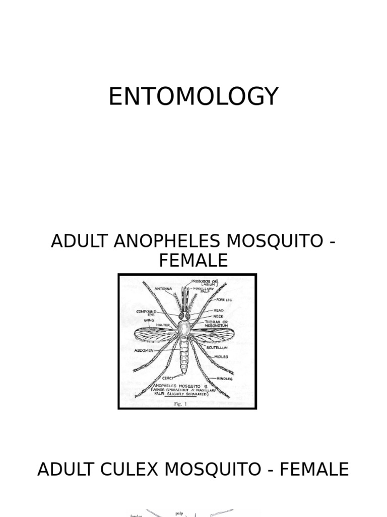 Entomology Drawing 1 | PDF