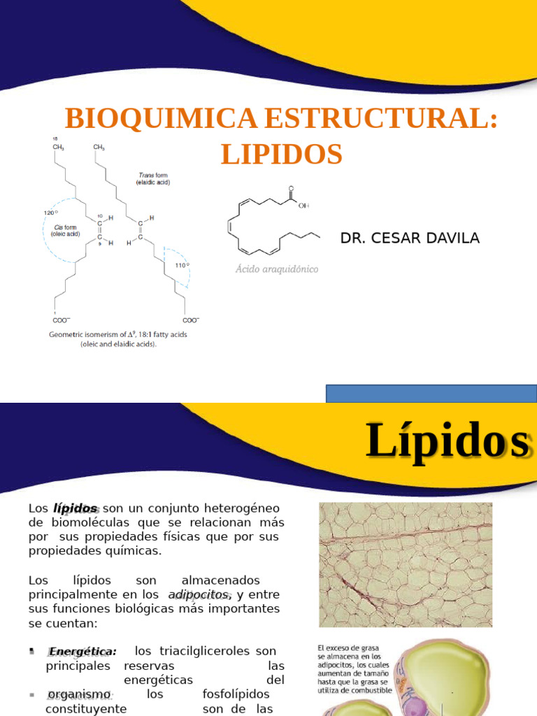 Bioquimica Estructural Lipidos | PDF | Lípido | Ácido graso
