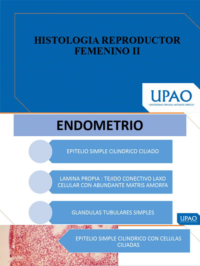 Sistema Reproducto Femenino Histo Ii | PDF | Epitelio | Pecho