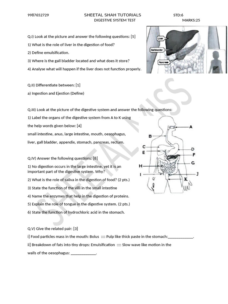 Digestive Sysytem Test STD 6 Cnms | PDF | Digestion | Human Digestive ...