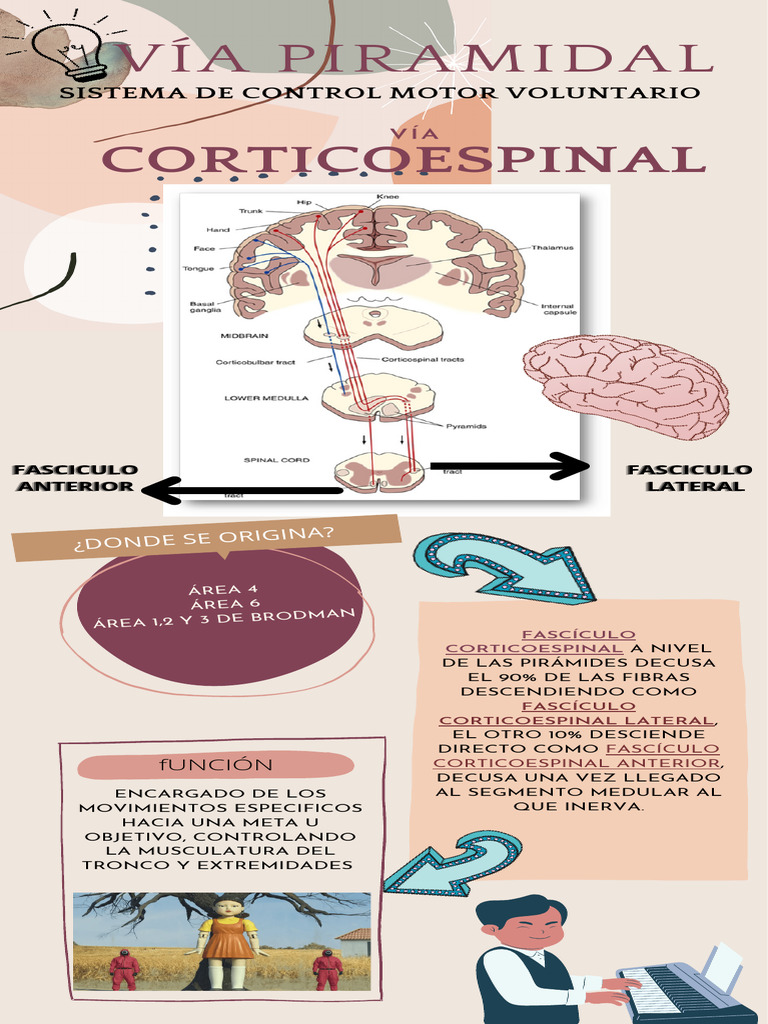 Vía Piramidal 4 | PDF | Sistema nervioso central | Neurociencia