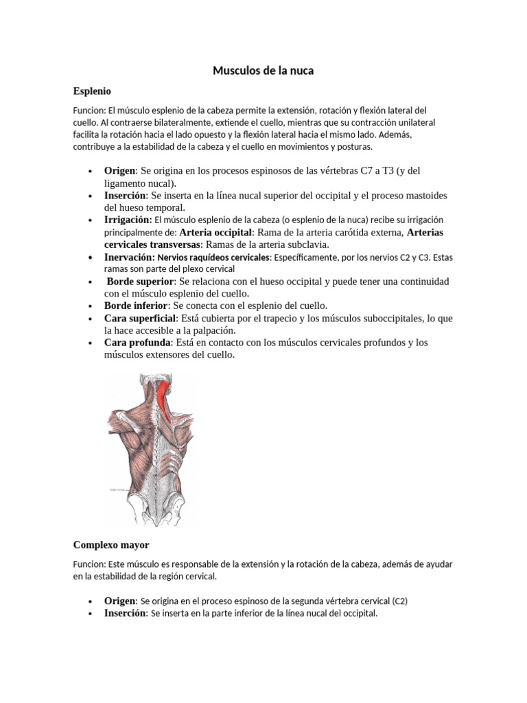 Musculos de La Nuca | PDF | Anatomía humana | Sistema musculoesquelético