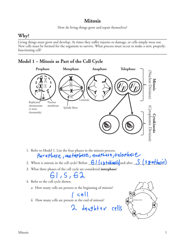 16 Mitosis-S | PDF | Mitosis | Chromosome