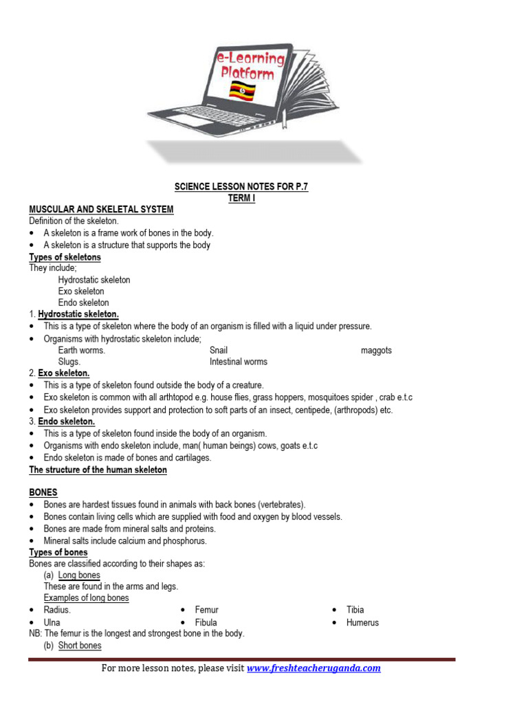 p.7 Science Term 1 Lesson Notes | PDF | Lever | Skeleton