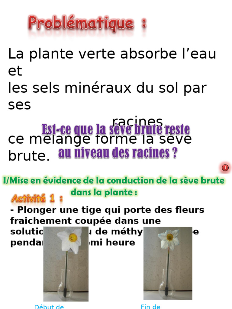 6 - Cours 4 La Conduction Laterale Et Verticale | PDF | Racine | Tige ...