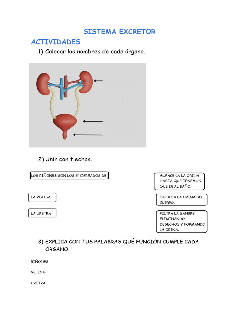 SISTEMA EXCRETOR | PDF