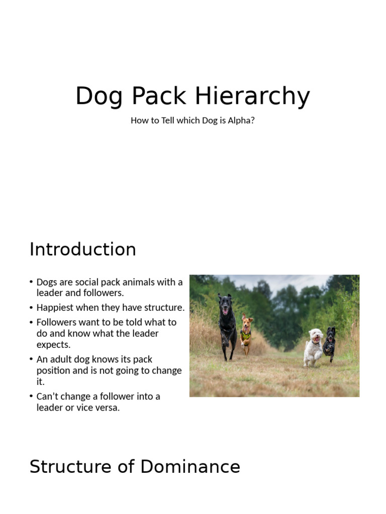 Faith Dirisu_Activity 2.5_Dog Pack Hierachy | PDF | Dogs | Zoology