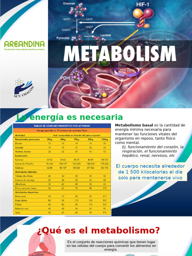 3. Metabolismo | PDF | Digestión | Metabolismo