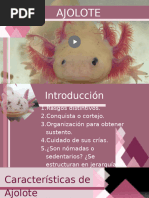 Ciclo de Vida del Ajolote | PDF